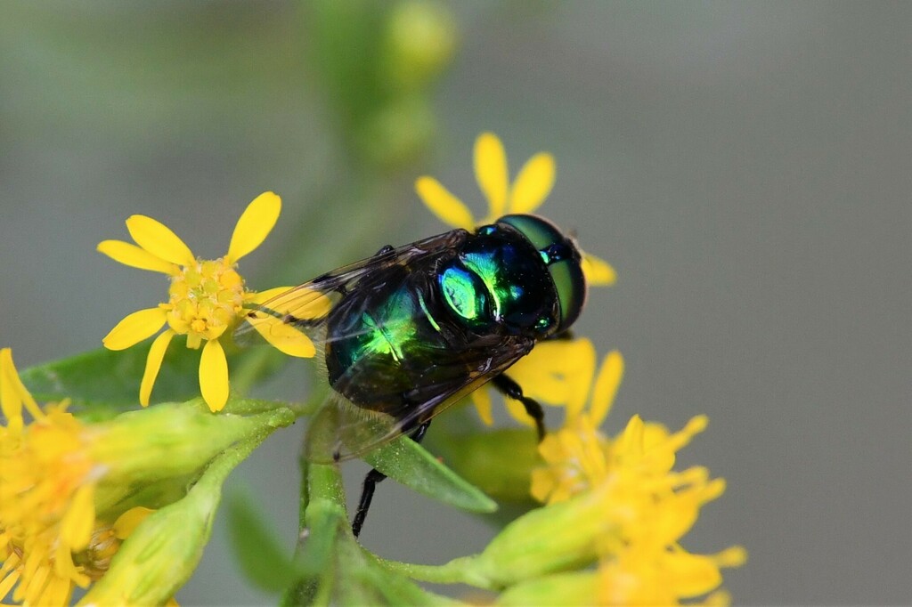 Green Jewel Fly from Edinburg Scenic Wetlands, Hidalgo County, TX on ...