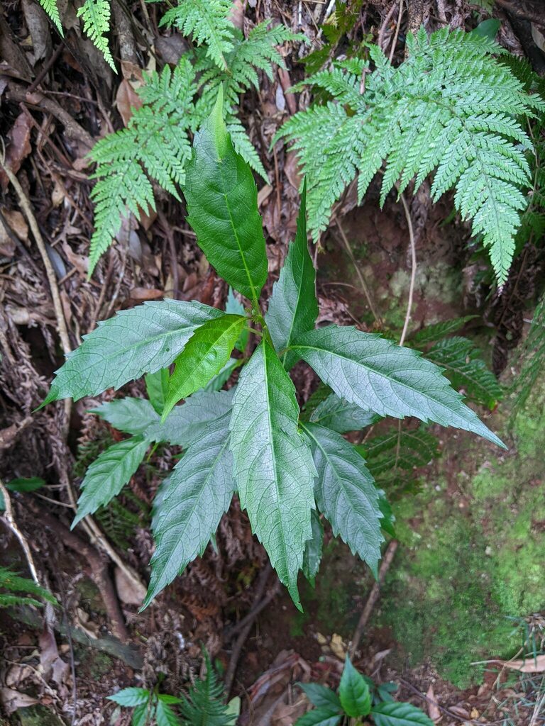 roussea family from O'Reilly QLD 4275, Australia on April 1, 2023 at 11 ...