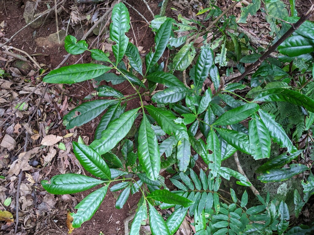 blue quandong from Lamington, Beaudesert - Pt B, Queensland, Australia ...