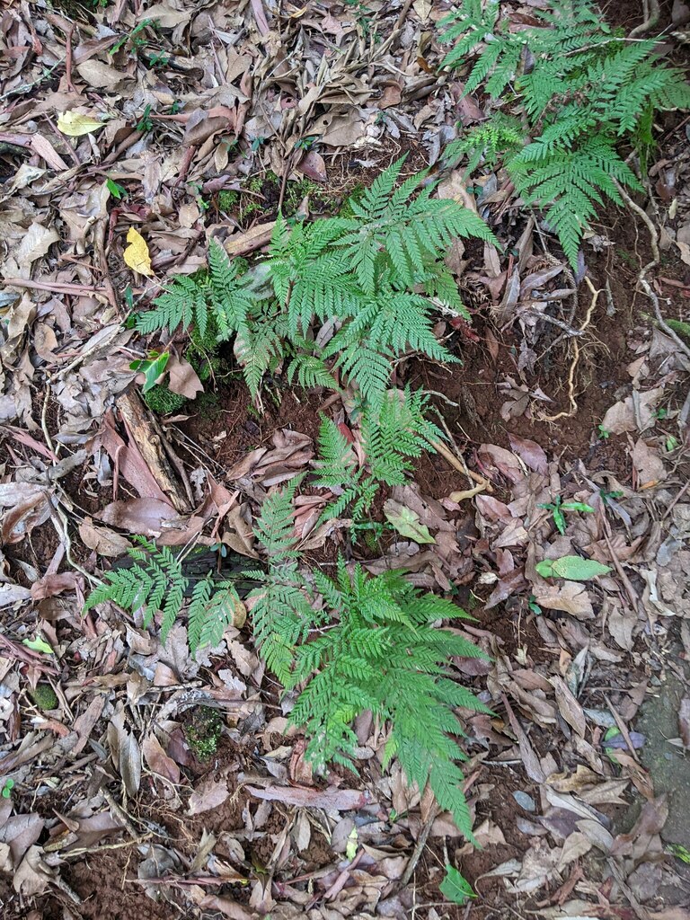 giant hare's foot fern from Lamington, Beaudesert - Pt B, Queensland ...