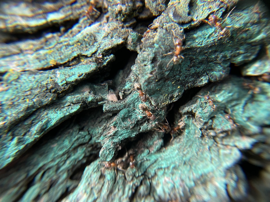 Western Velvety Tree Ant from American River Bike Trail, Sacramento, CA ...