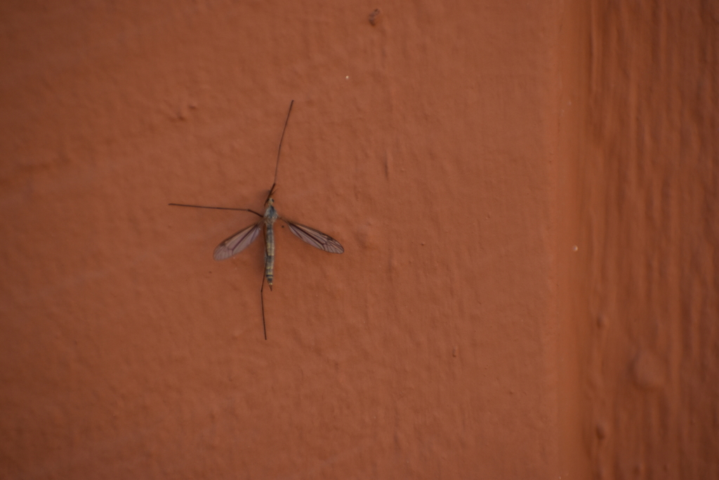 Crane Flies from Casas Adobes, AZ, USA on March 29, 2023 at 08:05 AM by ...