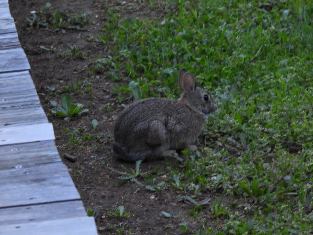 Eastern Cottontail from Mansfield, TX, USA on March 31, 2023 at 07:33 ...