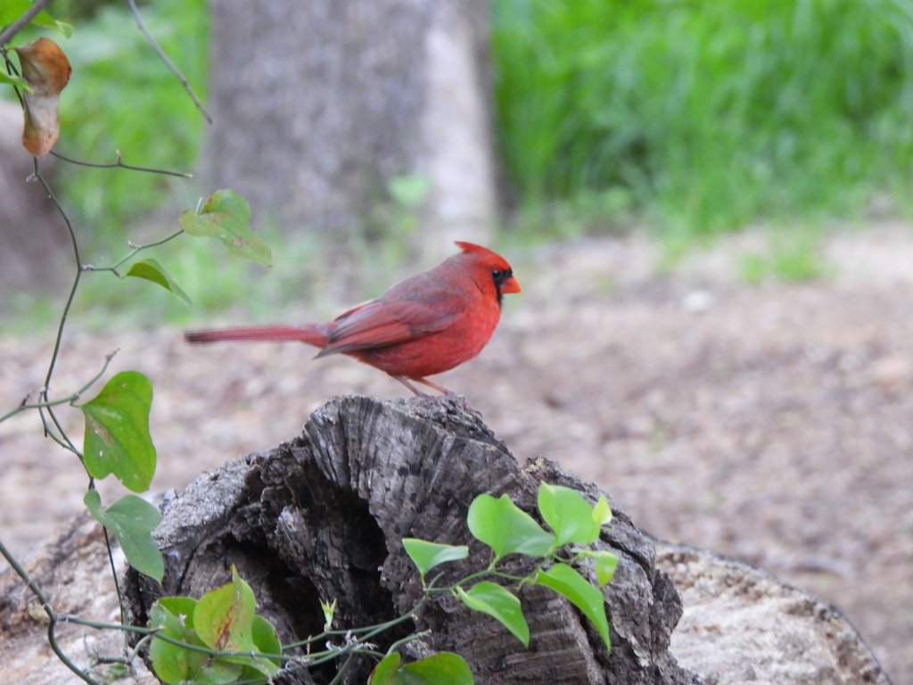 Northern Cardinal from North Arlington, Arlington, TX, USA on April 01 ...