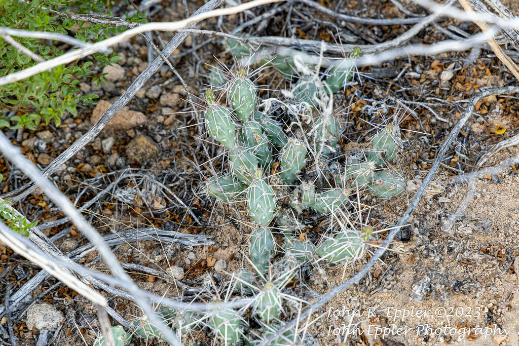 Club-Chollas from Brewster County, TX, USA on March 24, 2023 at 08:05 ...