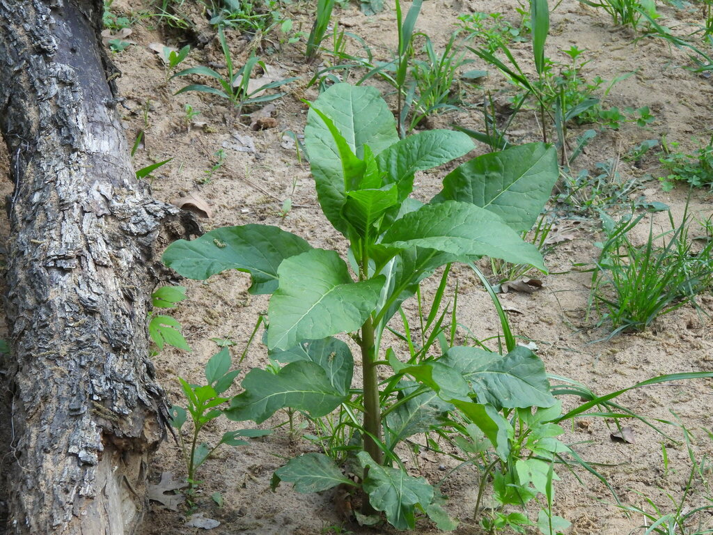 American pokeweed from North Arlington, Arlington, TX, USA on April 01 ...
