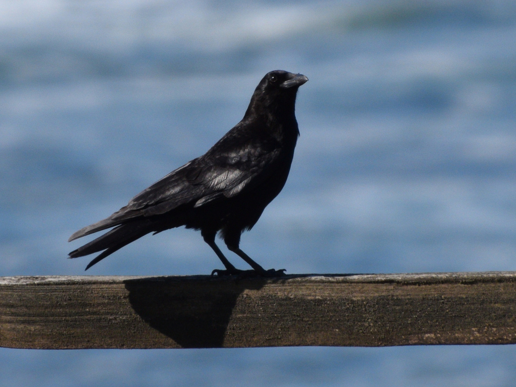 American Crow from Cabrillo National Monument, San Diego, California ...