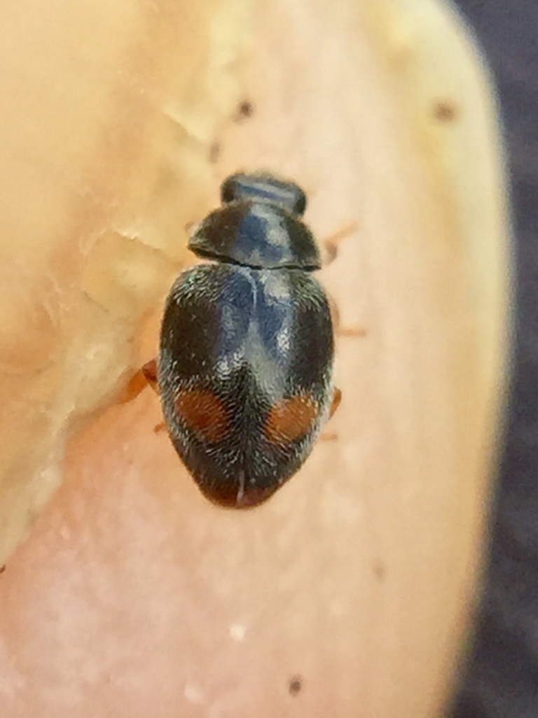 Nephus binaevatus from Auckland, New Zealand on April 02, 2023 at 11:24 ...