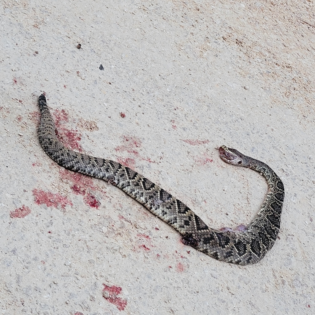 Eastern Diamondback Rattlesnake in April 2023 by Wayne Fidler. Hate to ...