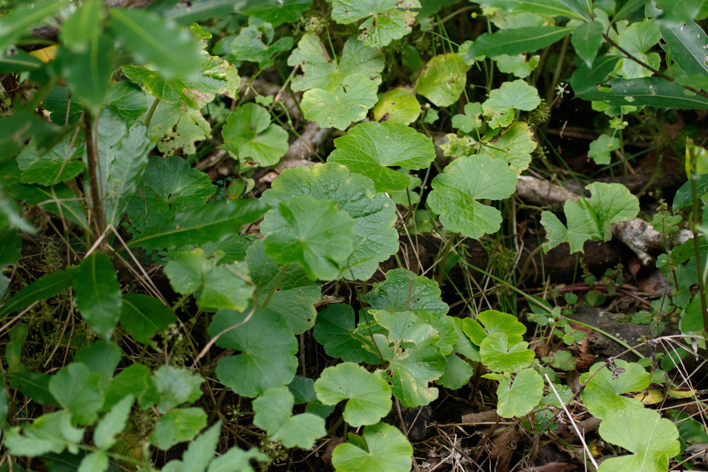 large pennywort from Beaudesert - Pt B, Queensland, Australia on April ...