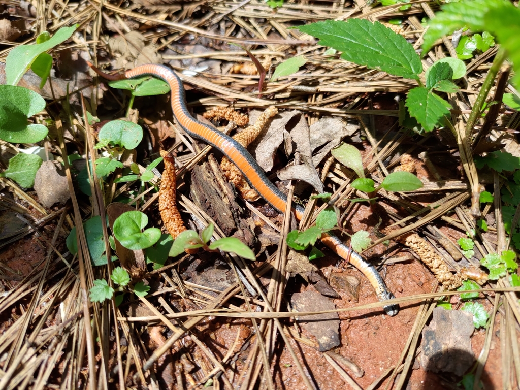 Red-bellied Snake in April 2023 by Willie · iNaturalist