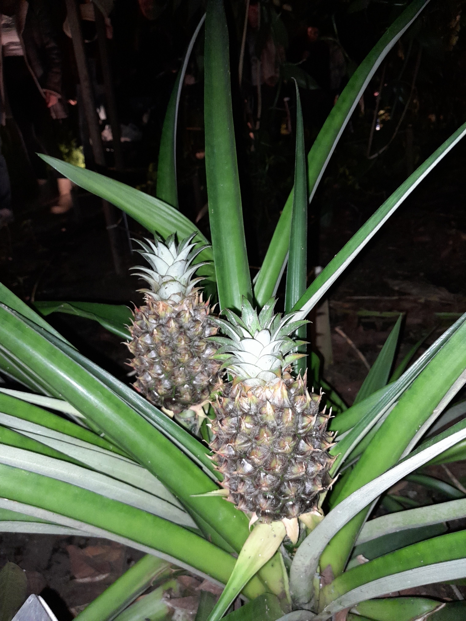 Ananas comosus (L.) Merr.
