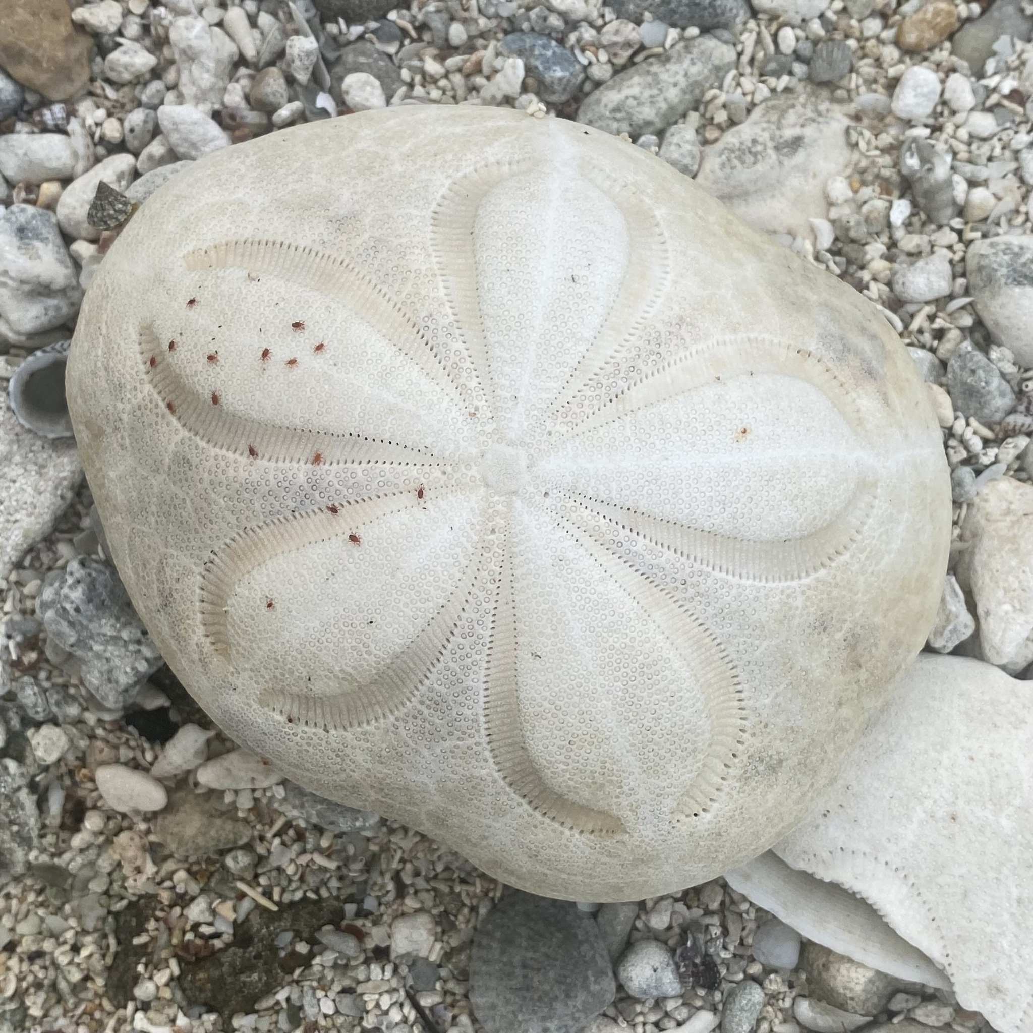 Clypeaster rosaceus (Linnaeus, 1758)