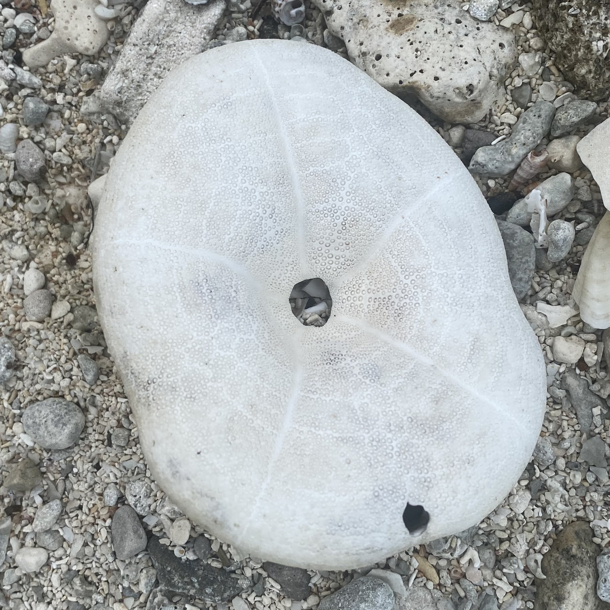 Clypeaster rosaceus (Linnaeus, 1758)