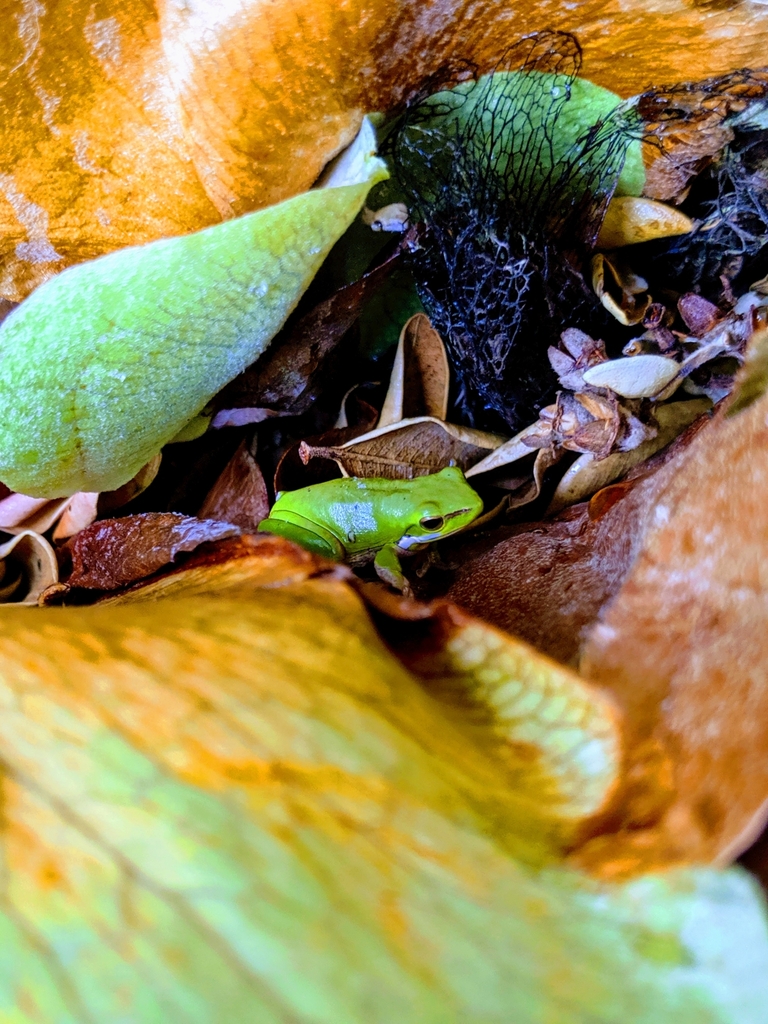 Eastern Dwarf Tree Frog from Tomakin NSW 2537, Australia on November 07 ...