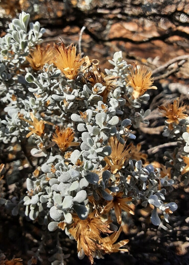 Bluebush Daisy from Pooginook Conservation Area SA 5330, Australia on ...
