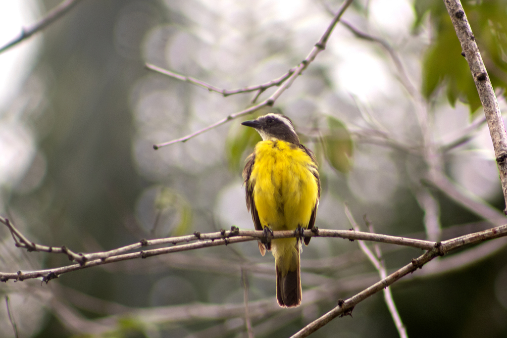 Social Flycatcher from Instituto Tecnológico del Putumayo on February ...
