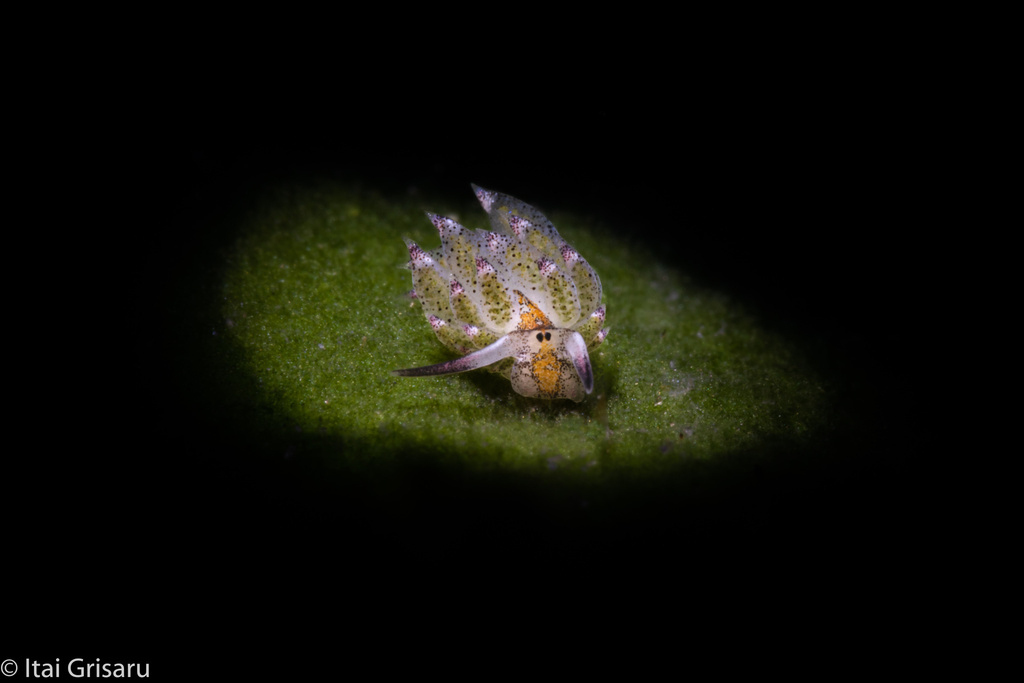 little leaf-sheep from Bohol Sea, Central Visayas, PH on March 31, 2023 ...