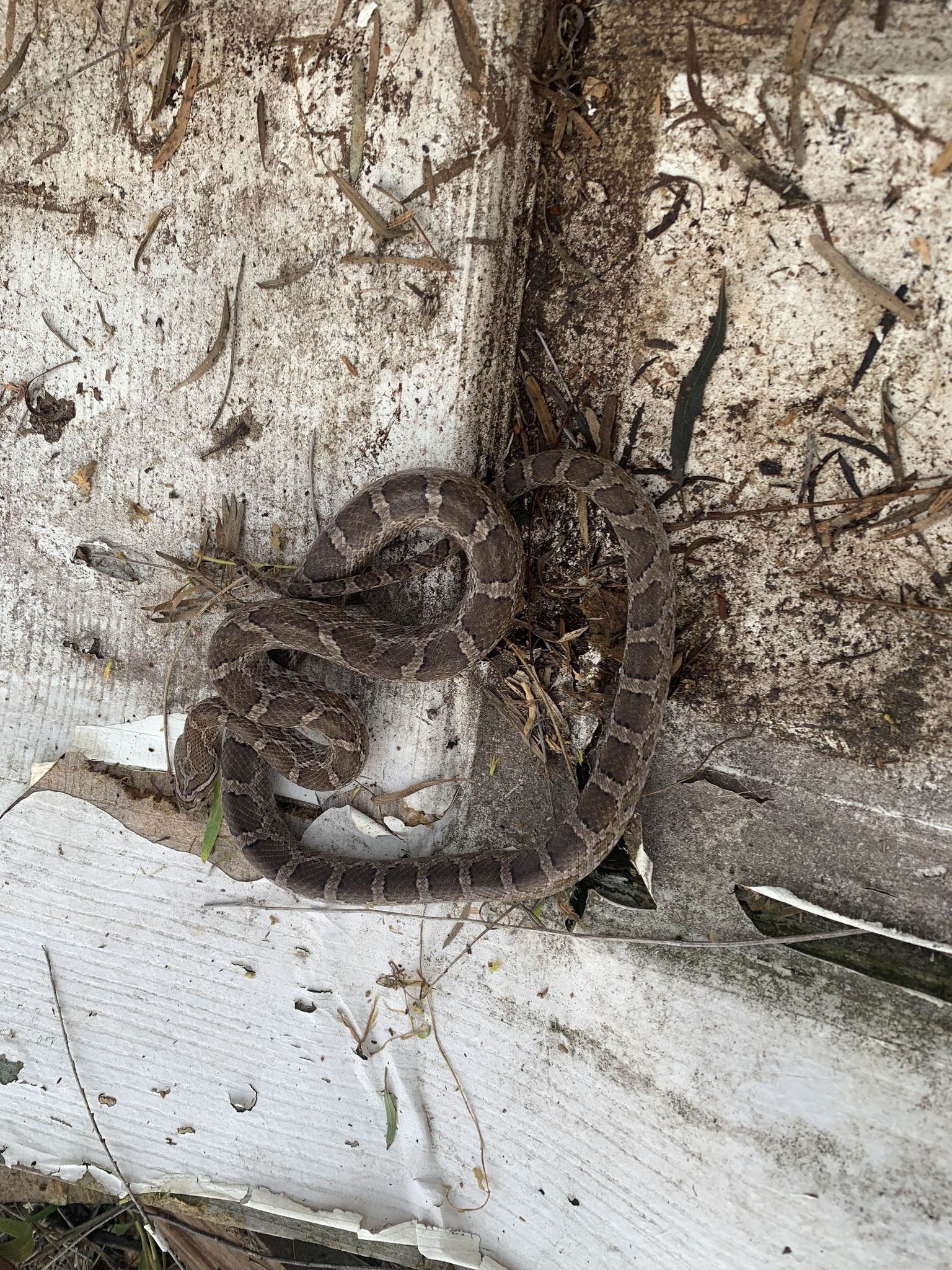 Pantherophis emoryi (Baird & Girard, 1853)