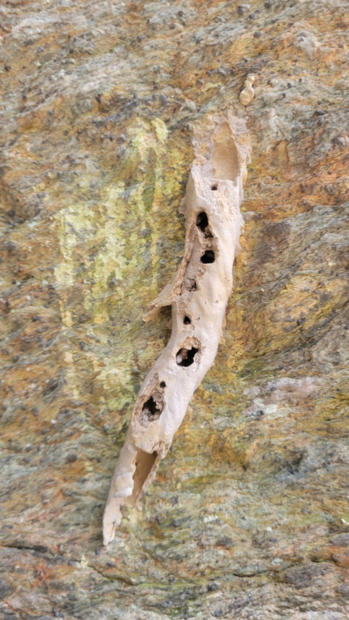 Trypoxylon Latreille, 1796