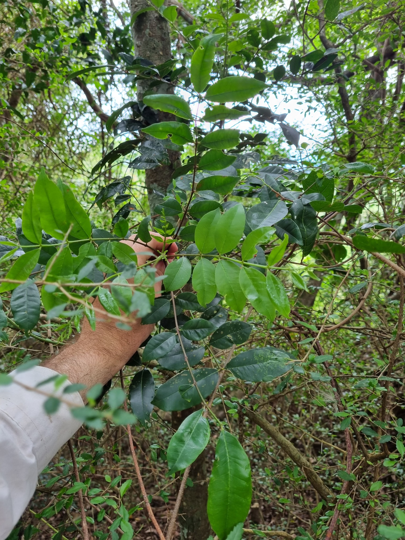 Zanthoxylum brachyacanthum F.Muell.
