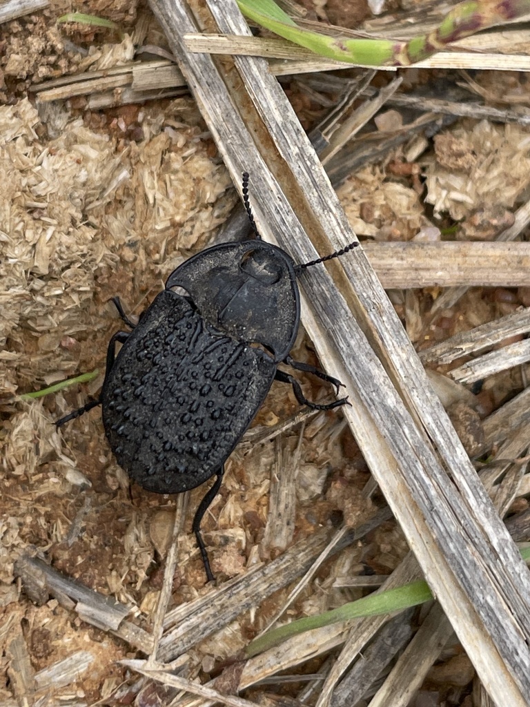 Pie-dish Beetles from The Bicentennial National Trl, Stromlo, ACT, AU ...