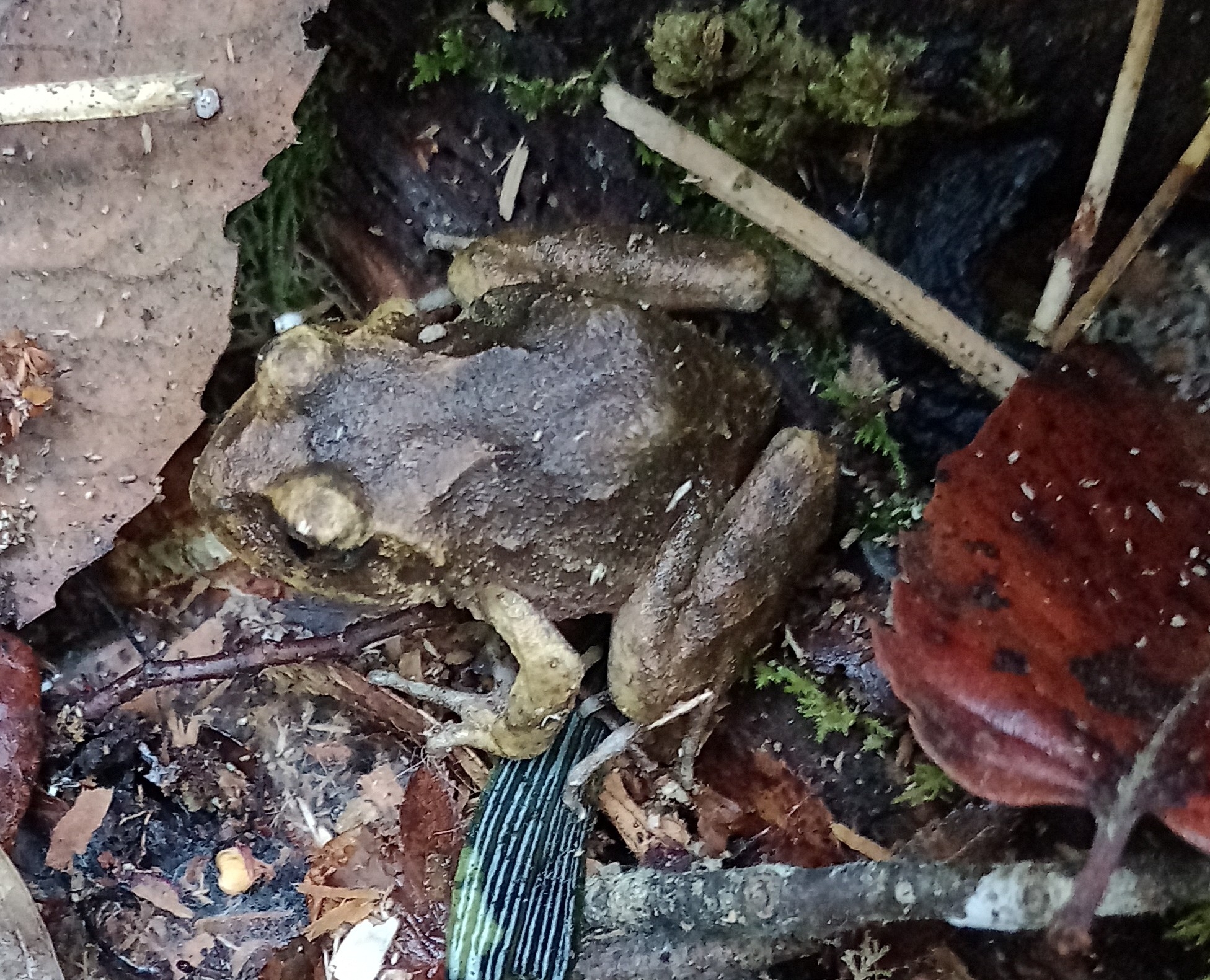 Eupsophus vertebralis Grandison, 1961