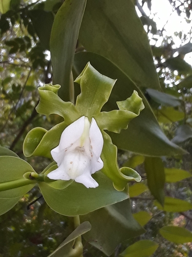 Vainilla silvestre (Vanilla inodora)
