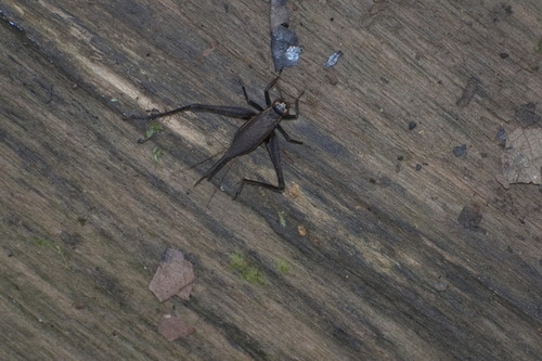 Cardiodactylus nigris · iNaturalist United Kingdom