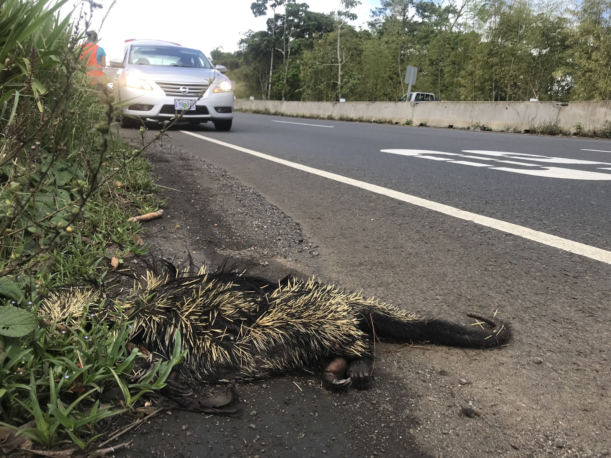 Sphiggurus mexicanus (Kerr, 1792)