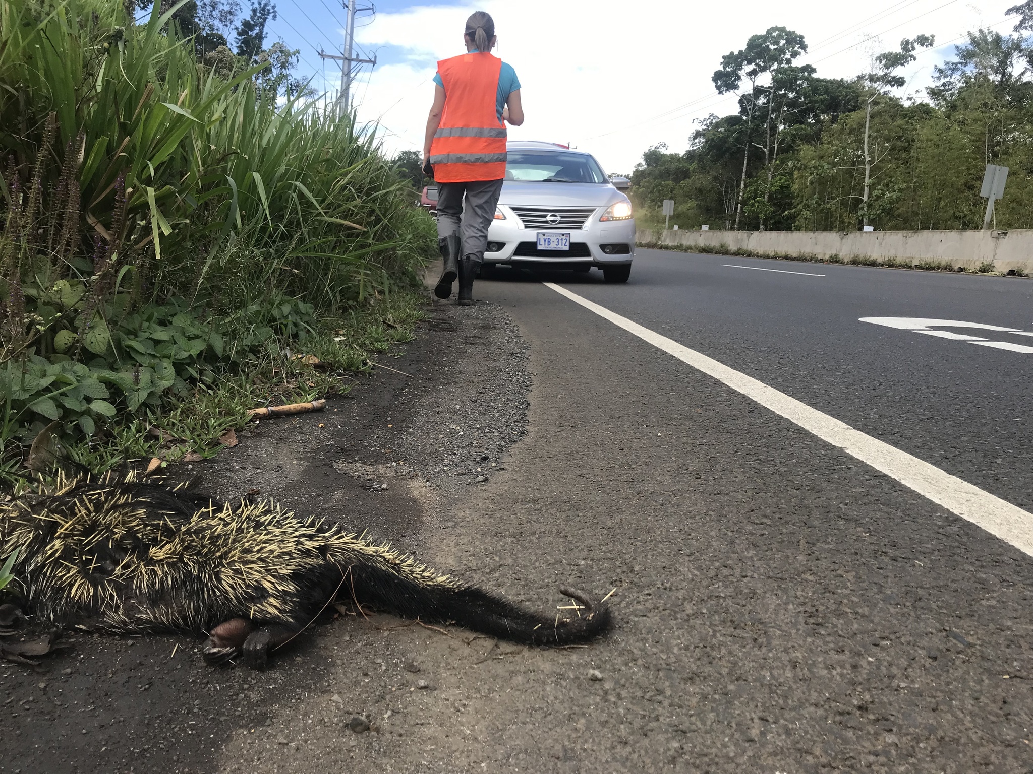 Sphiggurus mexicanus (Kerr, 1792)