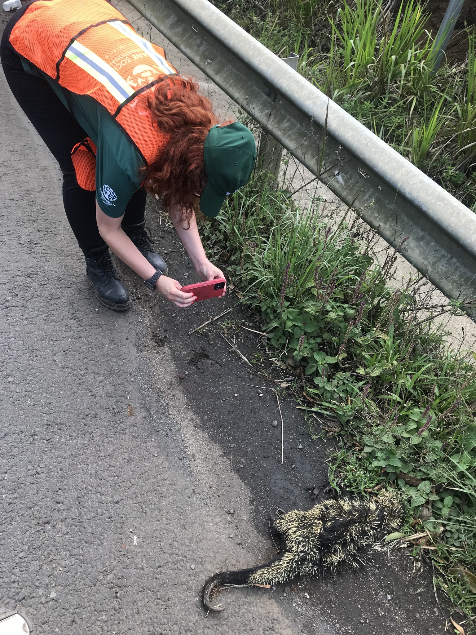 Sphiggurus mexicanus (Kerr, 1792)