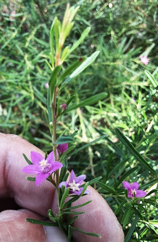 small Crowea from Grenfell NSW 2810, Australia on March 02, 2023 at 11: ...