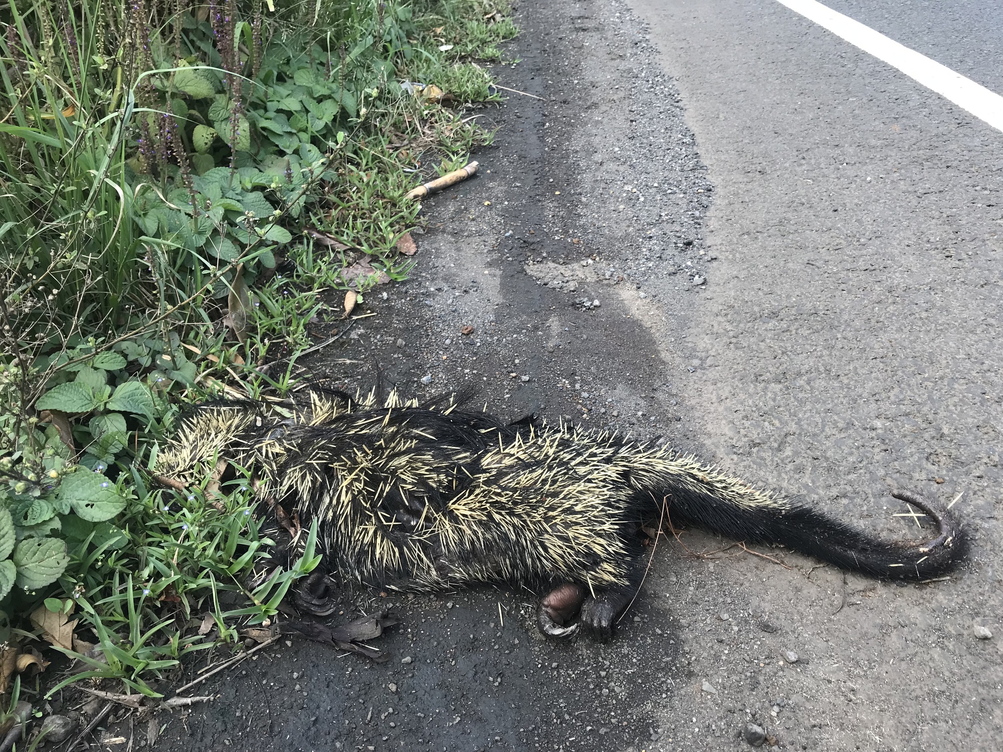 Sphiggurus mexicanus (Kerr, 1792)