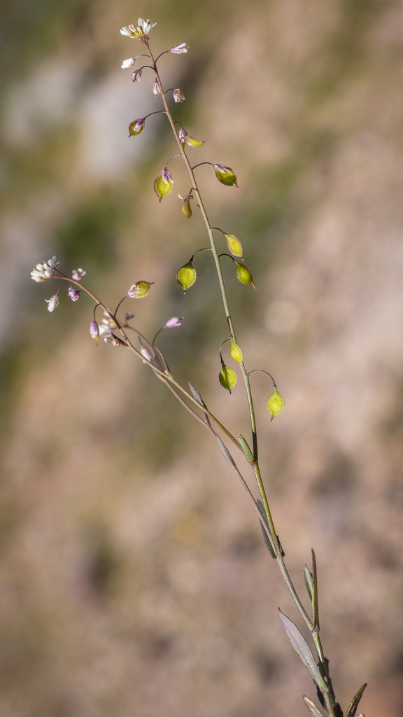 Thysanocarpus curvipes eradiatus from Kern County, CA, USA on March 28 ...