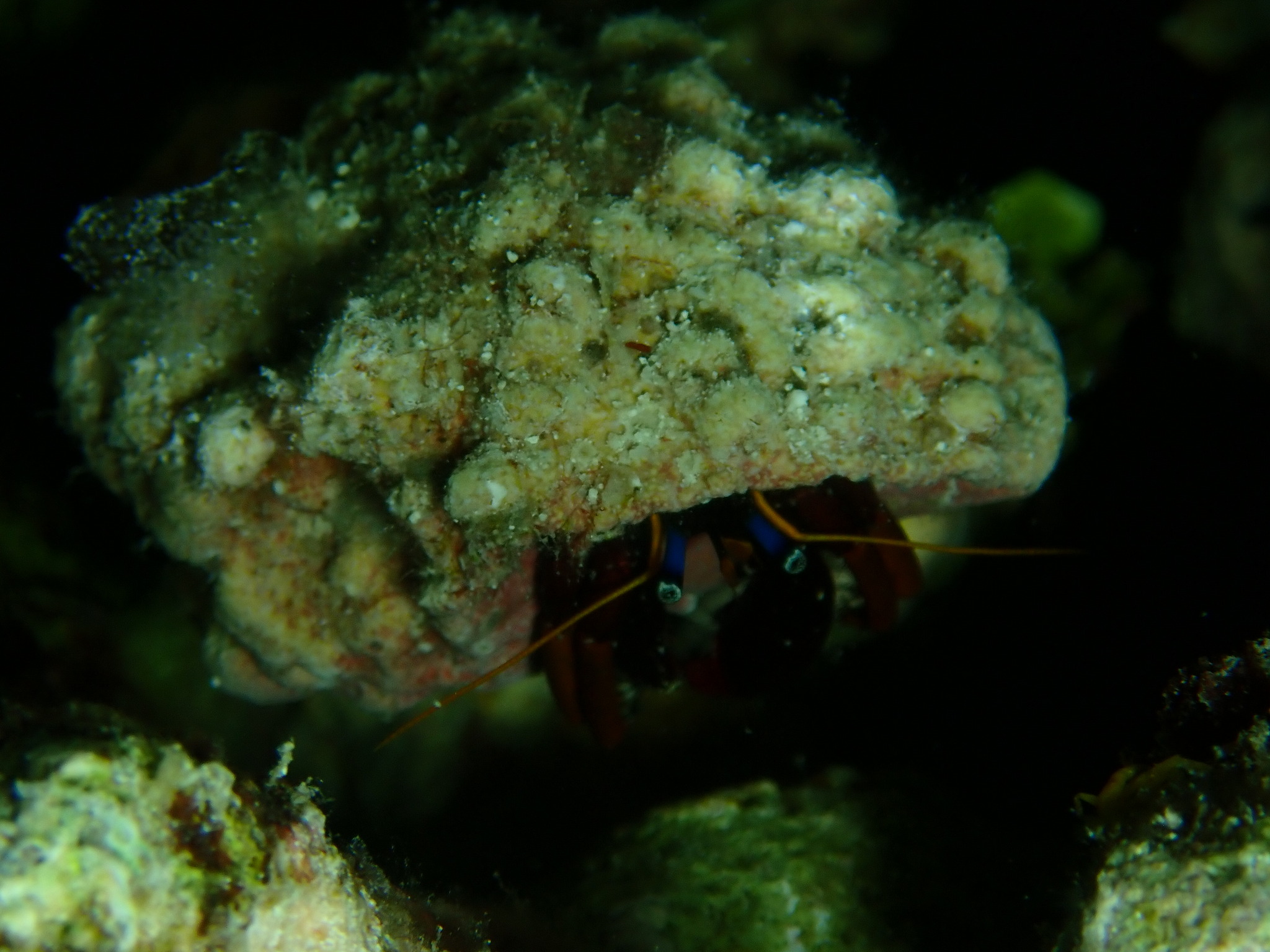 Calcinus morgani Rahayu & Forest, 1999