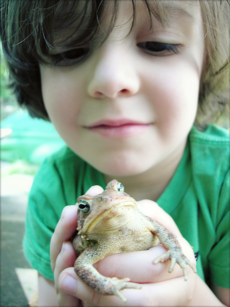 Eastern American Toad from Colts Neck Ct, Reston, VA 20191, USA on May ...