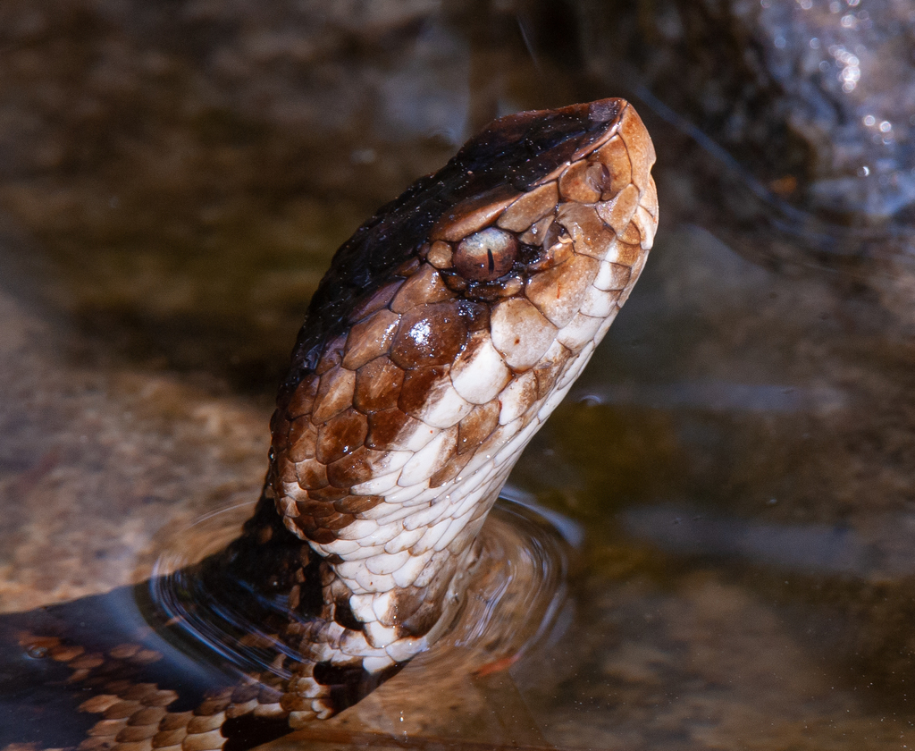 Florida × Northern Cottonmouth in April 2023 by Wayne Fidler · iNaturalist