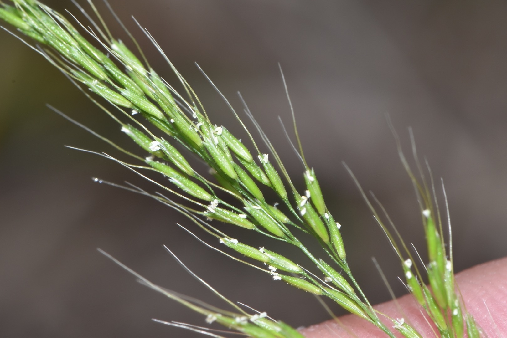 Limnodea L.H.Dewey