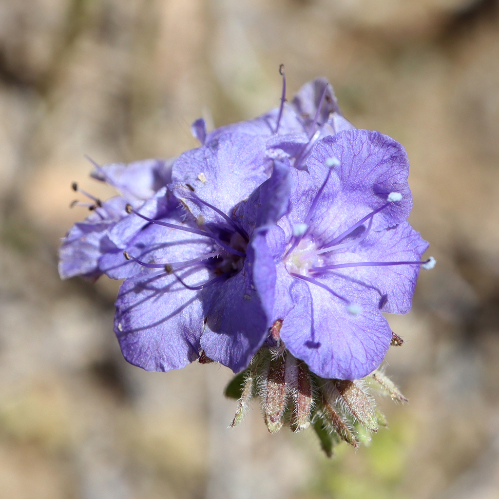 distant phacelia from Los Angeles County, CA, USA on March 31, 2023 at ...