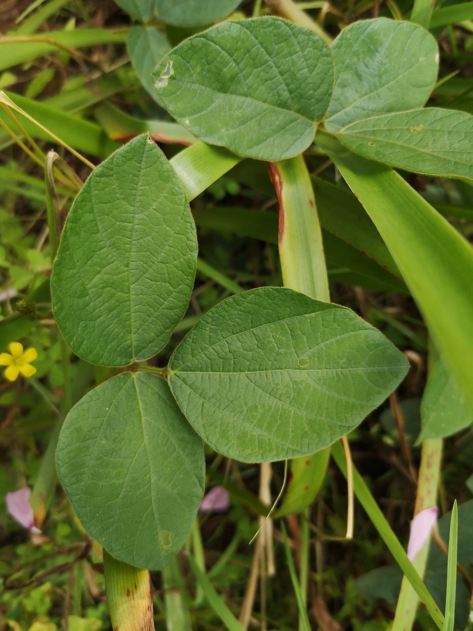 Neonotonia J.A.Lackey