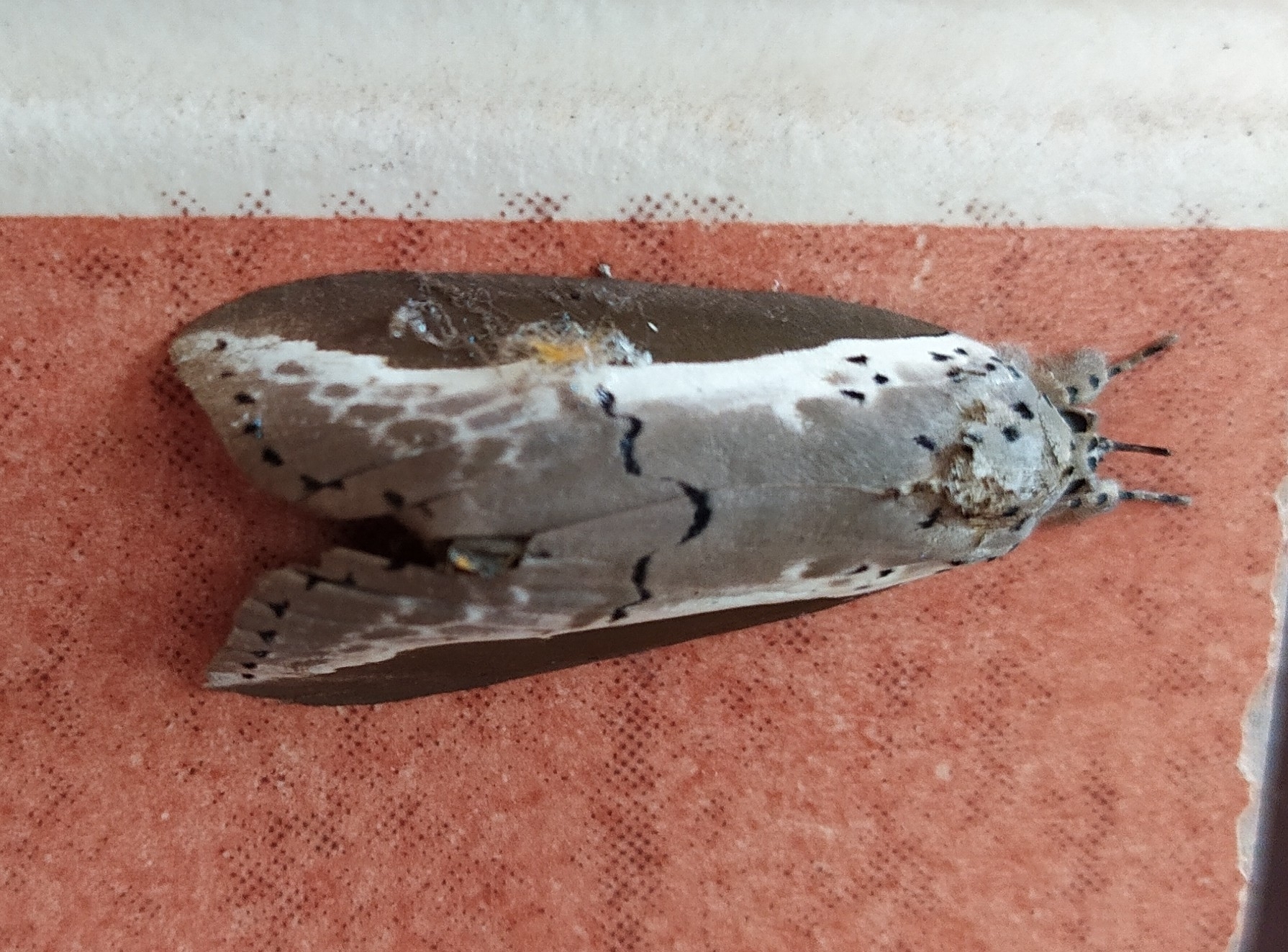 Eligma narcissus (Cramer, 1775)