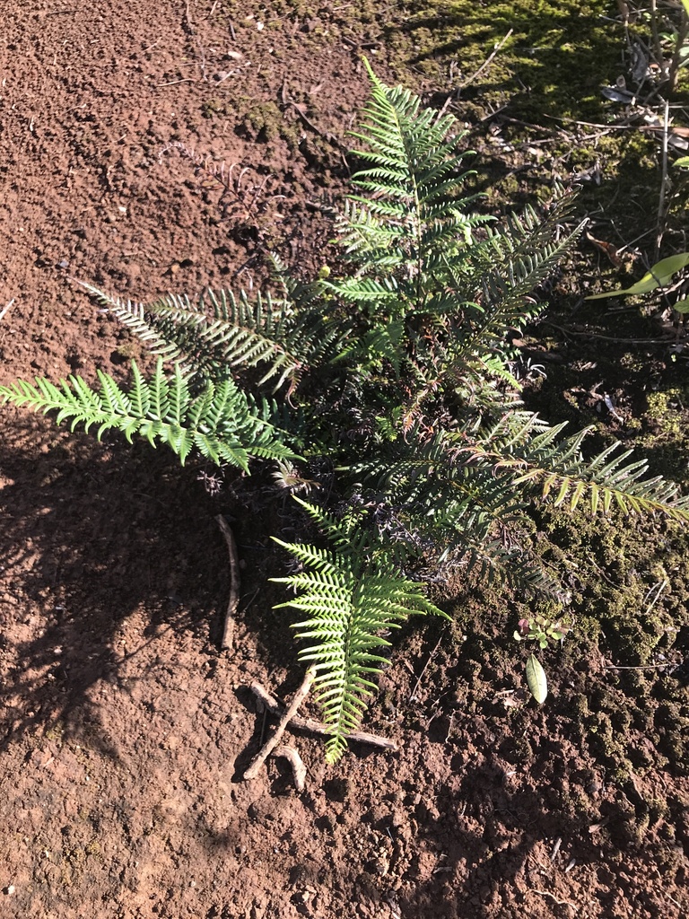 gold fern from Honolulu County, US-HI, US on March 23, 2023 at 04:12 PM ...