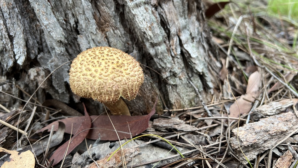 Boletellus from Pacific Haven Dr, Pacific Haven, QLD, AU on April 02 ...