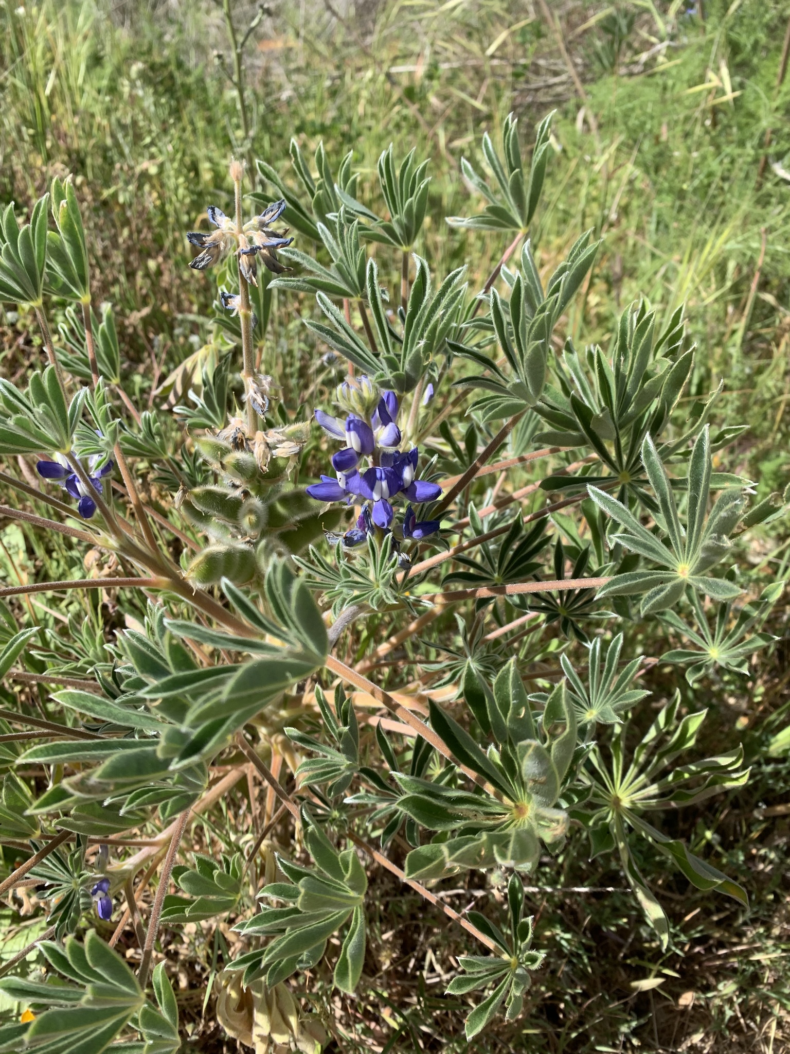 Lupinus cosentinii Guss.