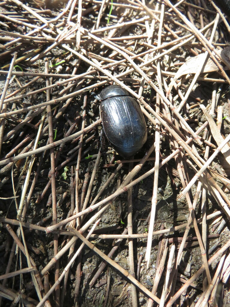 Scarabs from Melbourne VIC, Australia on April 02, 2023 at 11:30 AM by ...