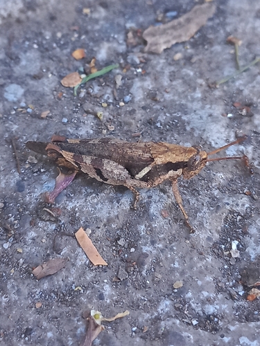 Catantops erubescens · iNaturalist