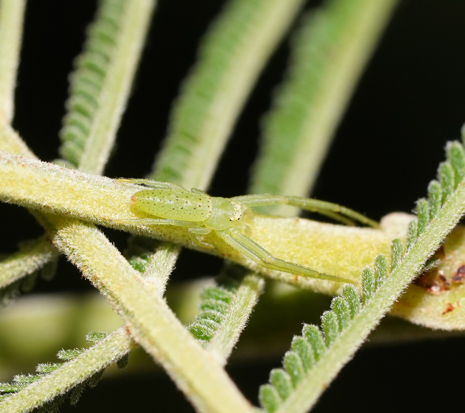 Cetratus rubropunctatus (Rainbow, 1920)