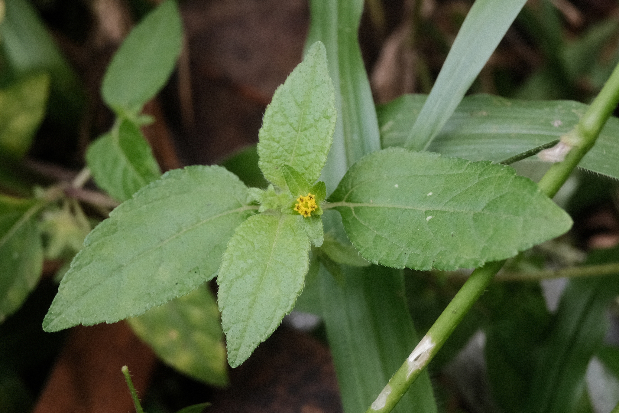 Eleutheranthera ruderalis (Sw.) Sch.Bip.