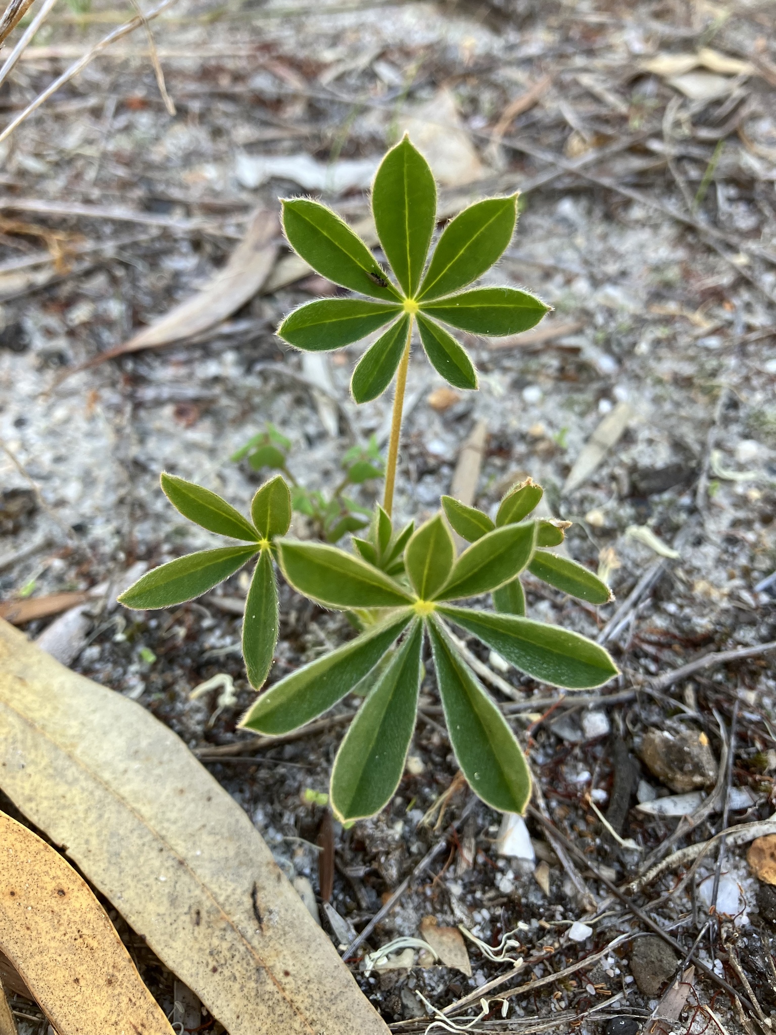 Lupinus cosentinii Guss.